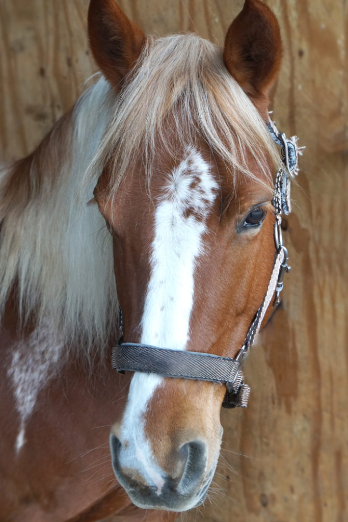 Pferde & Ponys – Freizeitreitstall Schammelsdorf