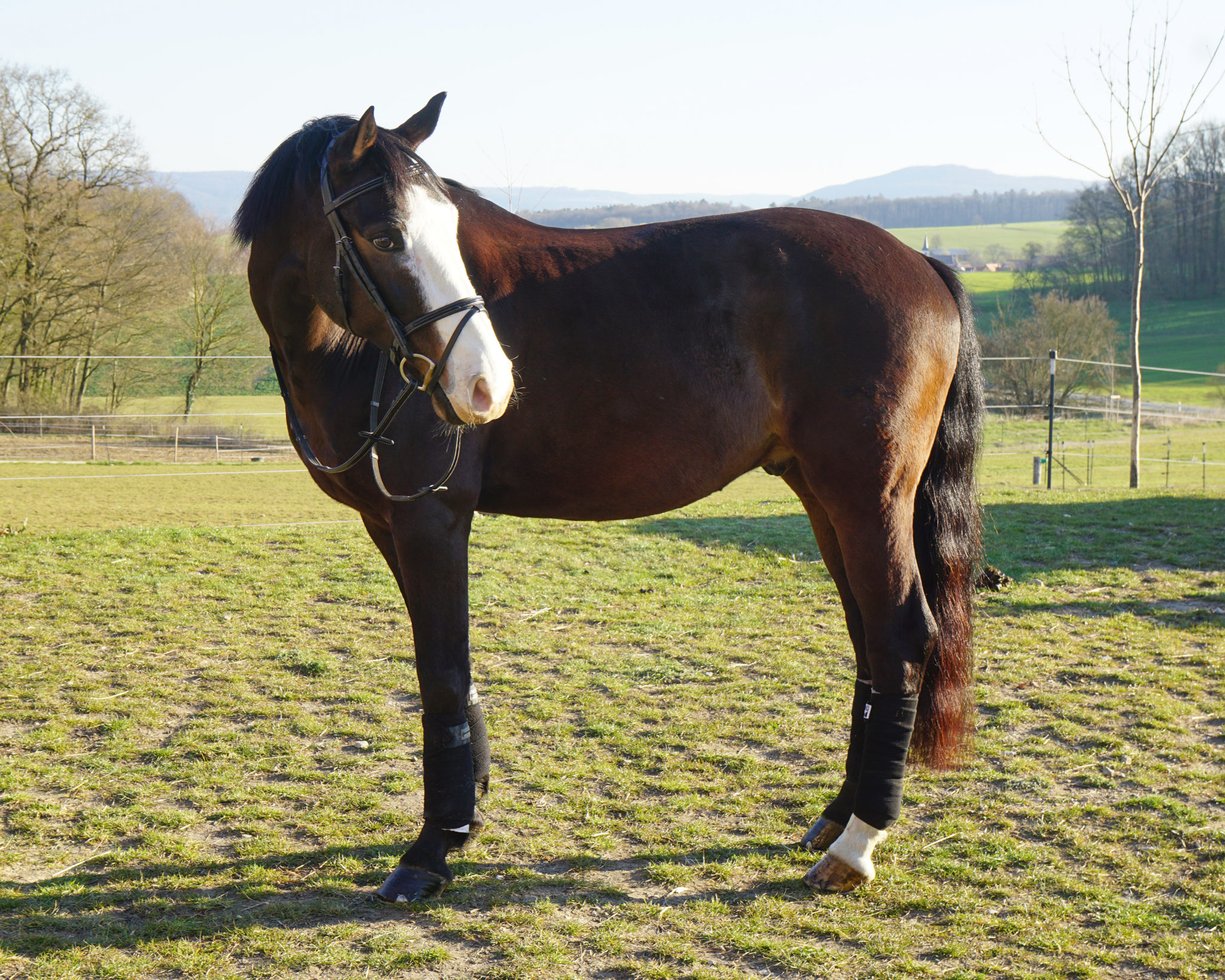 Pferde & Ponys – Freizeitreitstall Schammelsdorf