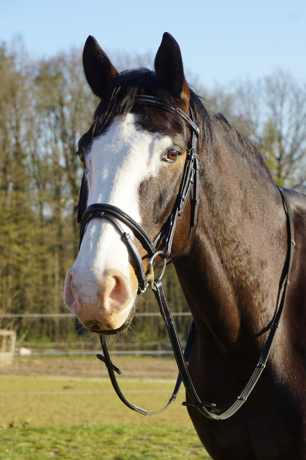 Pferde & Ponys – Freizeitreitstall Schammelsdorf