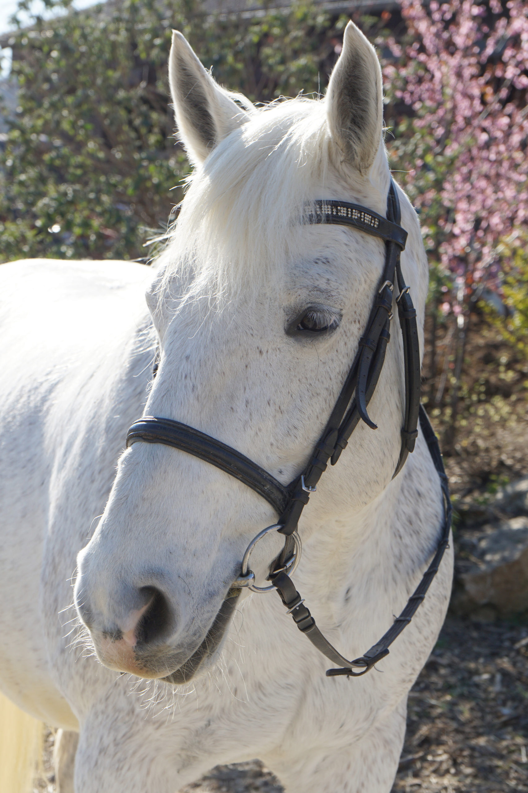 Pferde & Ponys – Freizeitreitstall Schammelsdorf