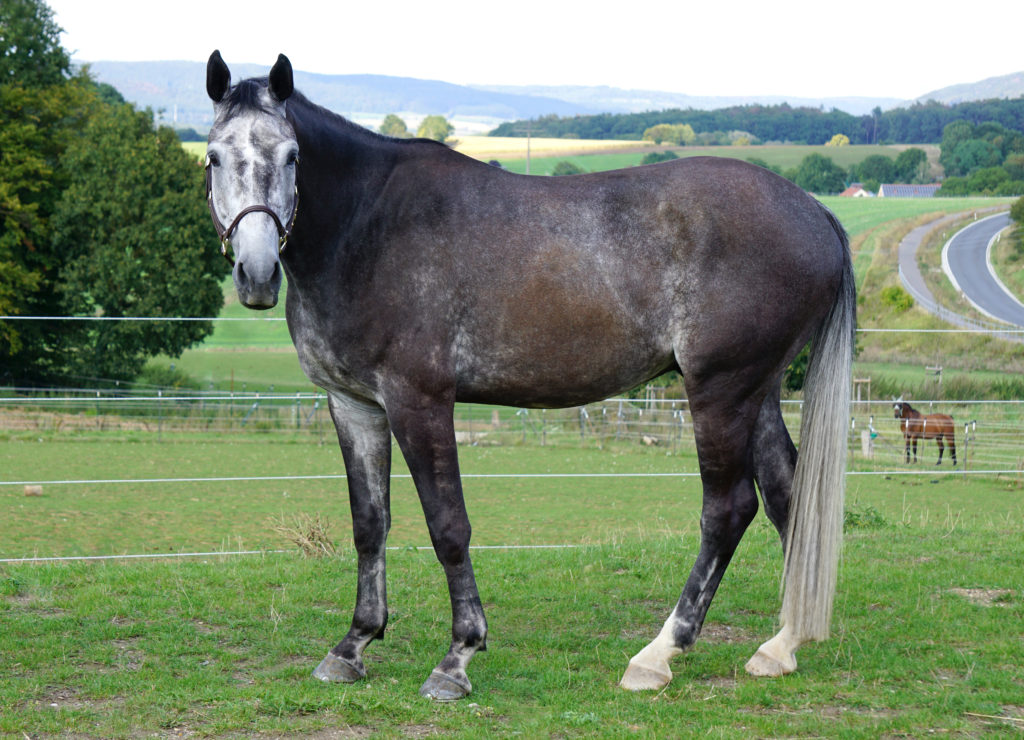 Pferde & Ponys – Freizeitreitstall Schammelsdorf